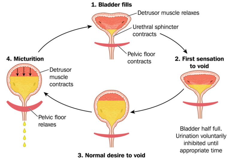 Voiding Dysfunction Dr Heidi Stephany